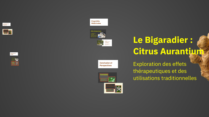 Le Bigaradier : Citrus Aurantium by meriam bessnoun on Prezi