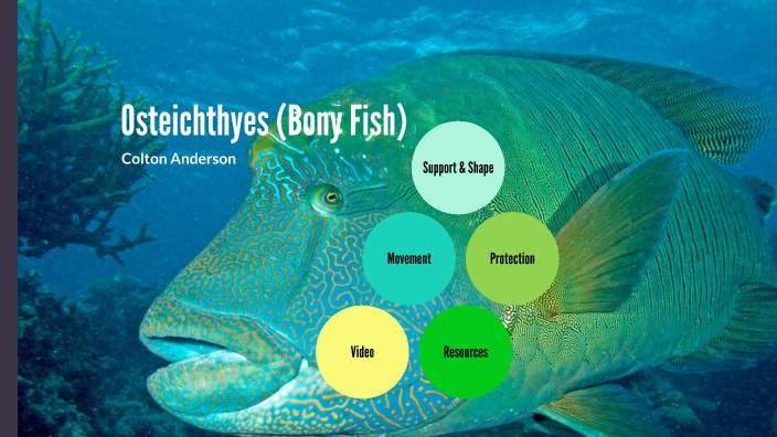 Osteichthyes (Bony Fish) by Colton Anderson on Prezi