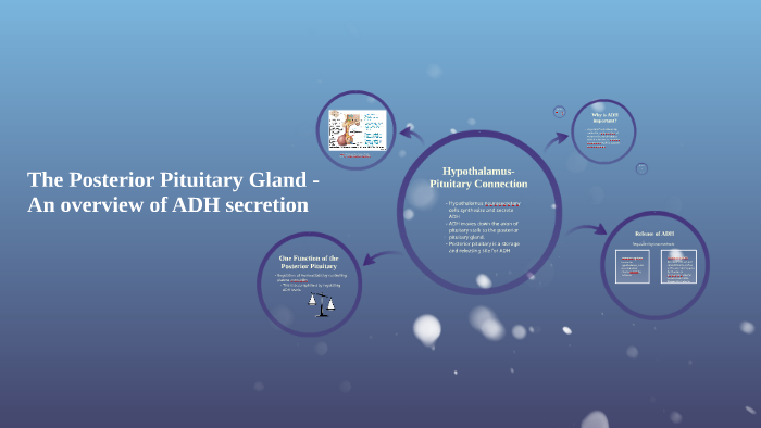 The Posterior Pituitary Gland - An overview of ADH secretion by ...