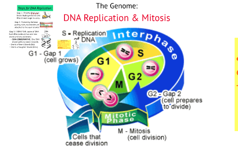 DNA Replication & Mitosis by LPS Biology Teachers on Prezi