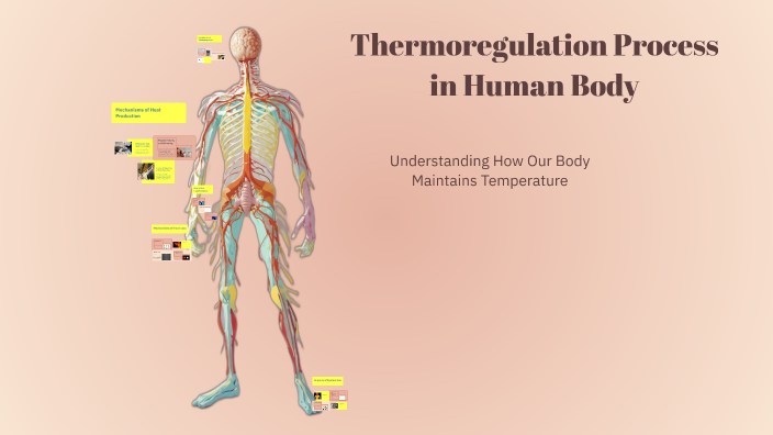 Thermoregulation Process in Human Body by SANJWMAI BRAHMA on Prezi