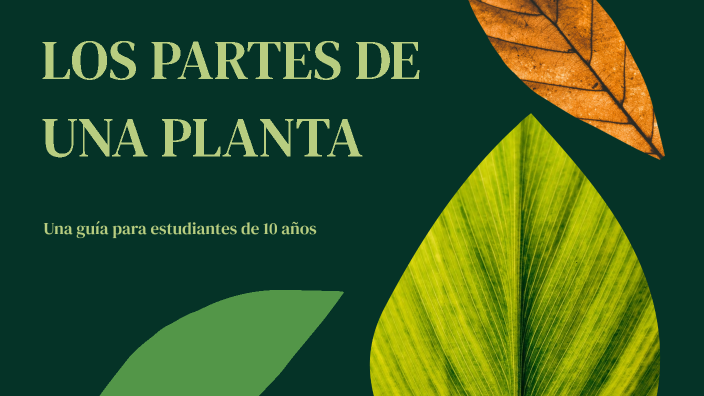 LOS PARTES DE UNA PLANTA by diana morquecho on Prezi