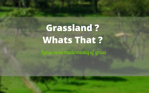 Los Llanos Grasslands by Payton Gentry on Prezi