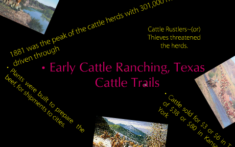 Early Cattle Ranching,Texas Cattle Trails. by Texas History11 on Prezi