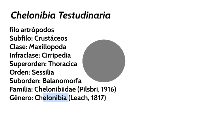 chelonibia testudinaria by Maximo Castrilli on Prezi