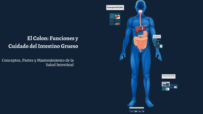 El Colon: Funciones y Cuidado del Intestino Grueso by luis felipe diaz ...