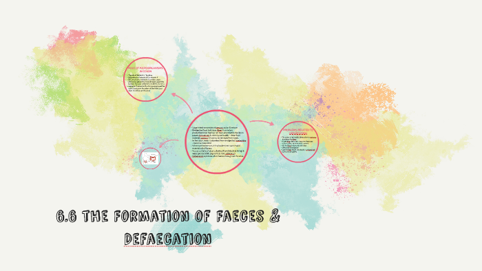 6.6 the Formation of Faeces & Defaecation by Nurul Izzah