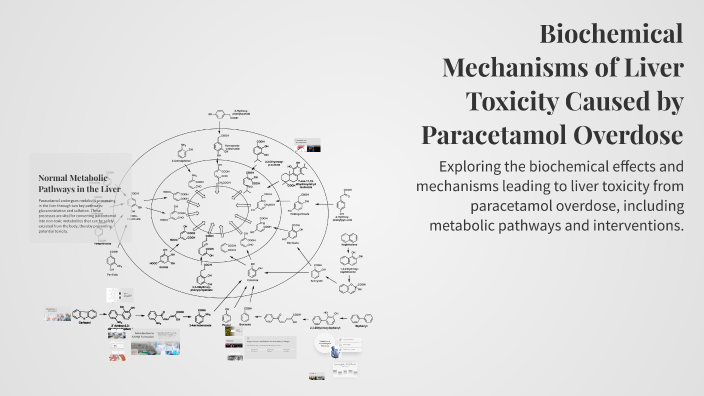 Biochemical Mechanisms of Liver Toxicity Caused by Paracetamol Overdose ...