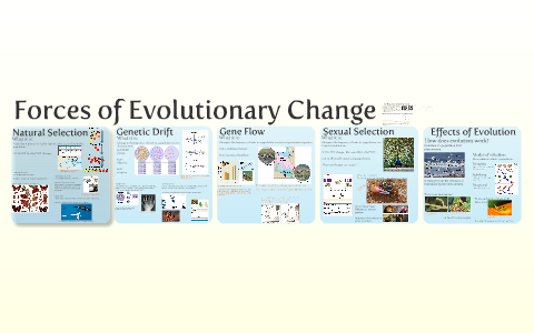 AP Bio- Evolution 2: Evolutionary Forces by David Knuffke on Prezi