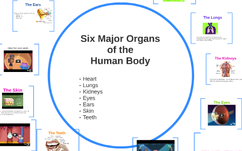 Six Major Organs by E King on Prezi