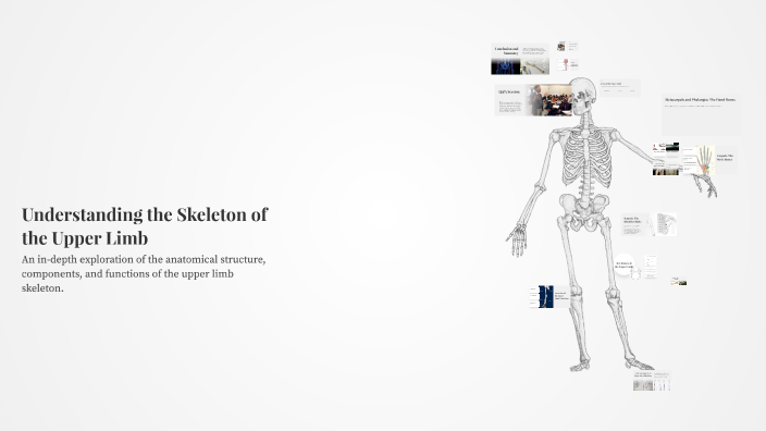 Understanding the Skeleton of the Upper Limb by Ahmed Ghareeb Mohamed ...