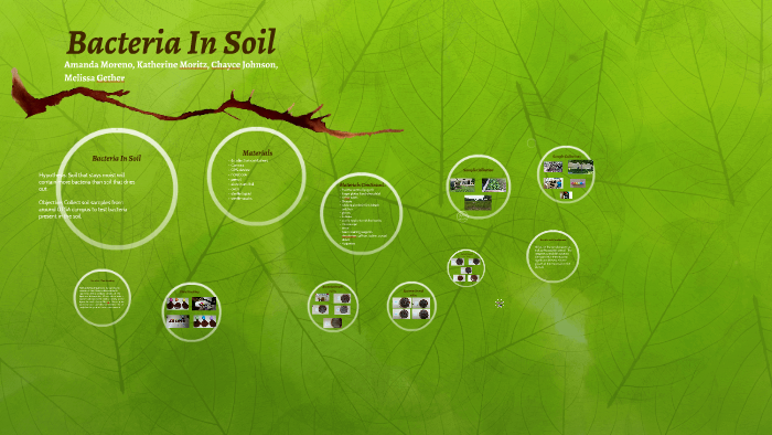 Bacteria In Soil by on Prezi