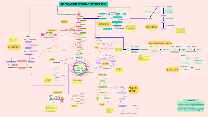 Integración de las rutas metabólicas by Safith Pezua on Prezi