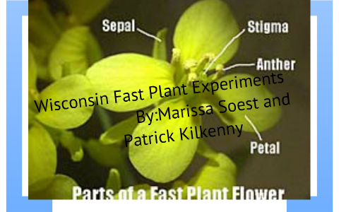Experiments with Wisconsin Fast Plants by MS Student on Prezi