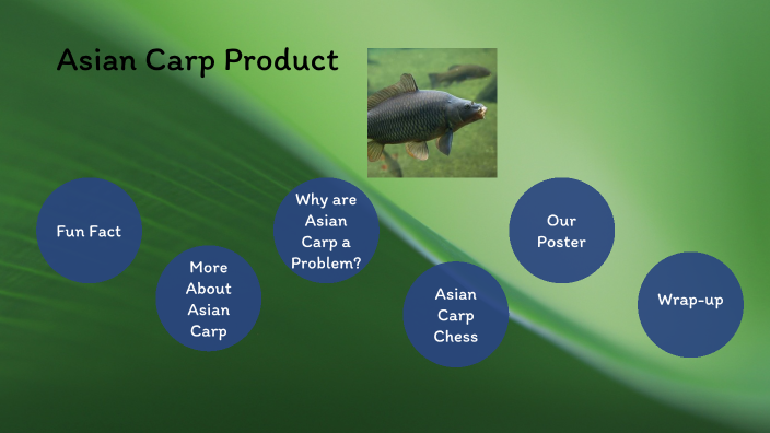 Asian Carp Invasive Species Presentation by JACOB VLADIANU on Prezi
