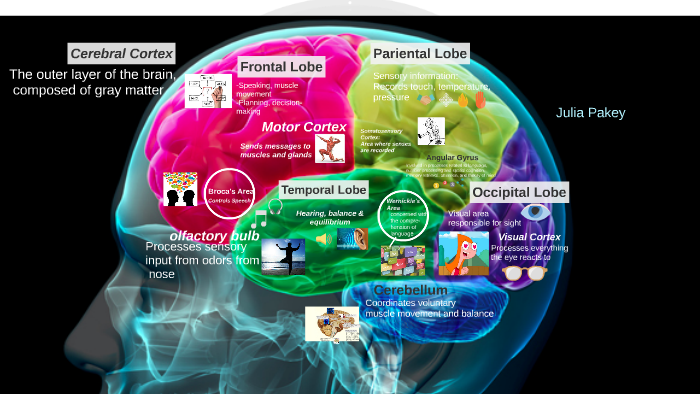 The Brain by Julia Pakey on Prezi