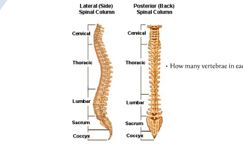 Vertebrae, Sacrum, Joints of Spine by Neal Larkman on Prezi