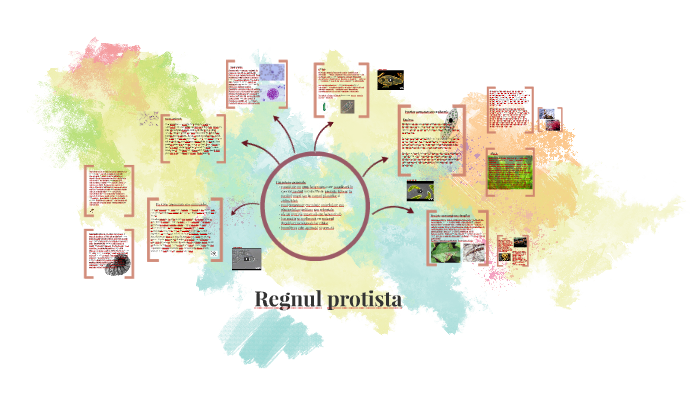 Regnul protista by Toader Andreea on Prezi