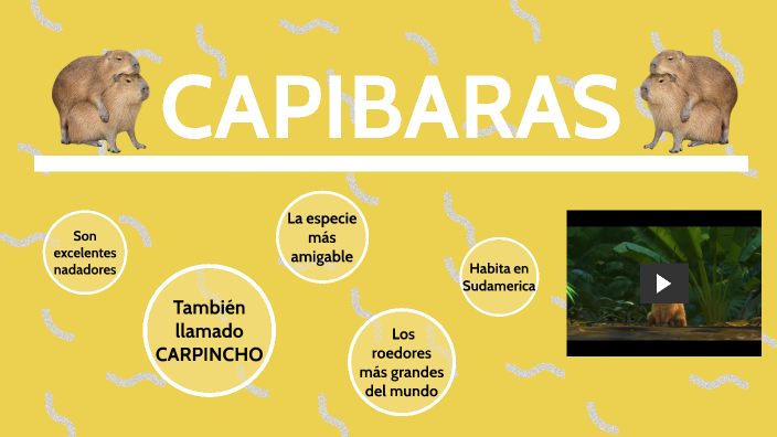 El mundo del Capibara by KATERING ANA PAULA HUAMAN TAIPE on Prezi