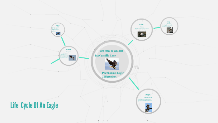 Life Cycle Of An Eagle by camille case on Prezi