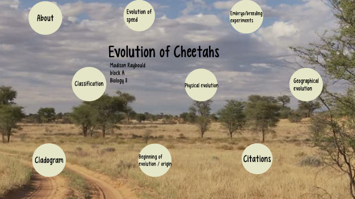 evolution of cheetahs by madi raybould on Prezi