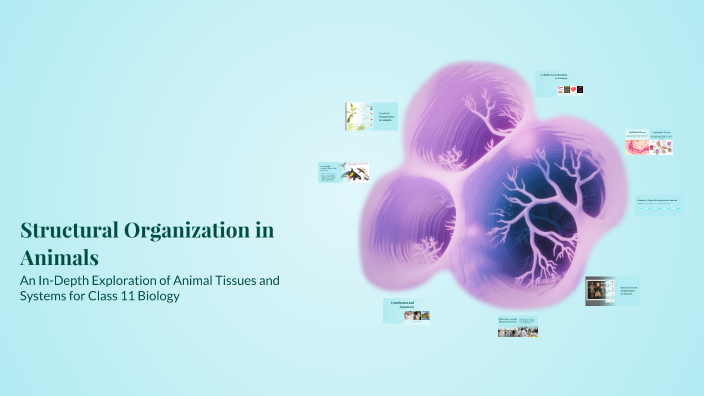 Structural Organization in Animals by HalfBlood Prince on Prezi
