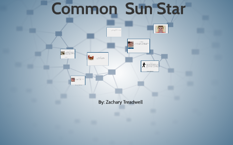 common sunstar by zachary treadwell on Prezi