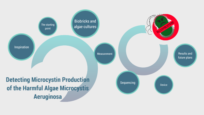 Detecting microcystin production of the harmful algae Microcystis ...