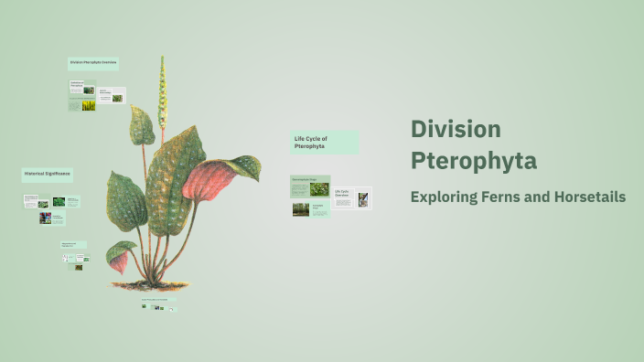 Division Pterophyta by Areef Mutahhiri on Prezi