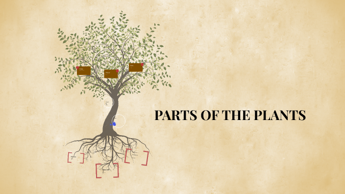 PARTS OF THE TREE by Roshan Wickramasingha on Prezi