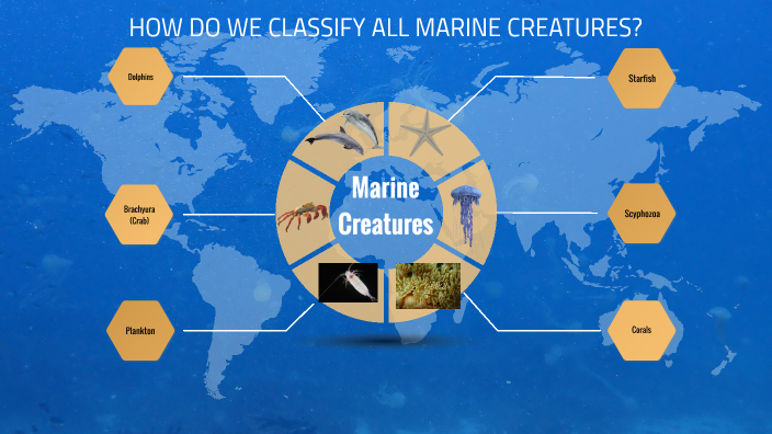 Marine Life Classification by Lai Hock Lim on Prezi