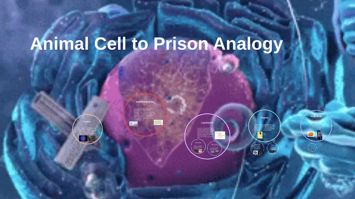 Animal Cell to Prison Analogy by austin monti on Prezi