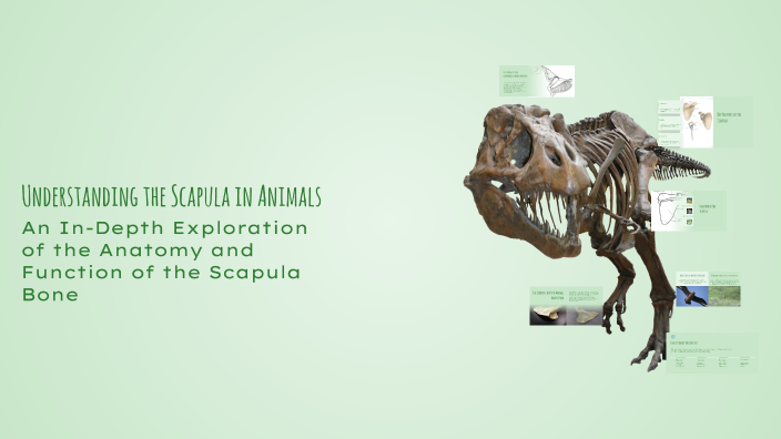 Understanding the Scapula in Animals by Ebrahim Ahmed on Prezi