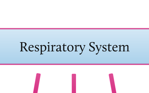 Respiratory System by Courtney Poage on Prezi