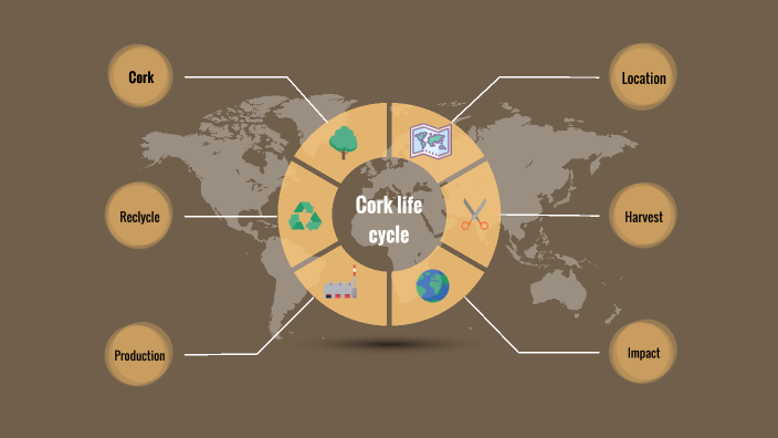 Cork life cycle by alessio silanos on Prezi