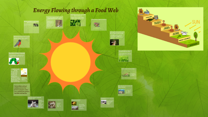 Energy Flowing through a Food Web by Sidney Halloran on Prezi