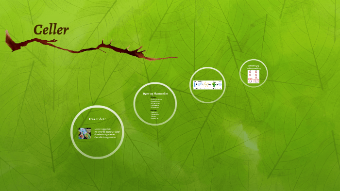 Celler by on Prezi