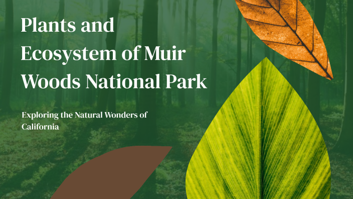 Plants and Ecosystem of Muir Woods National Park by Alessandro Colucci ...
