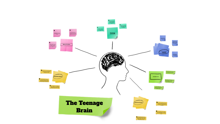 Inside the Teenage Brain by Charles Metzger on Prezi