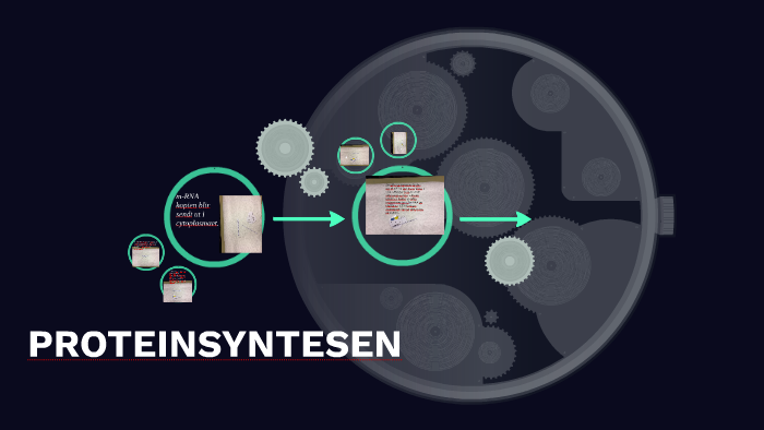 Proteinsyntesen by Thea Ottesen on Prezi