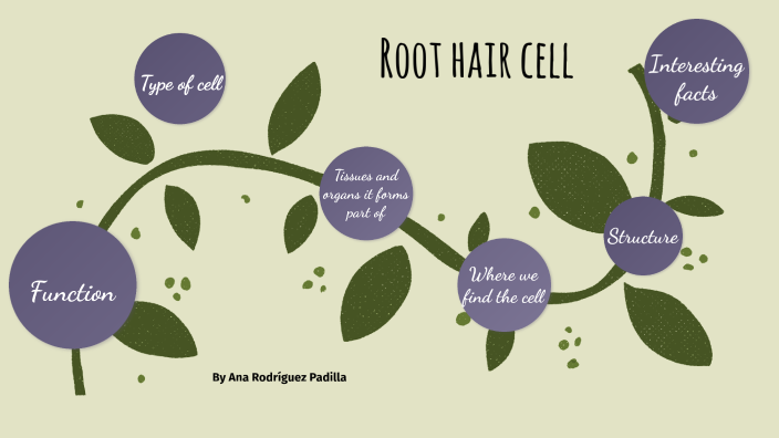 Root hair cells by Ana Rodríguez Padilla on Prezi
