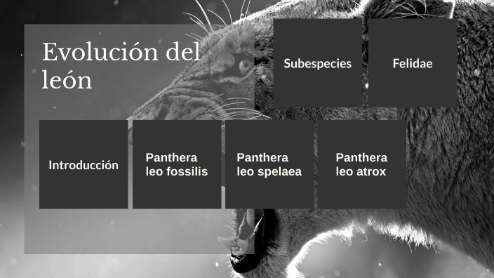 Evolución del león by Anibal on Prezi