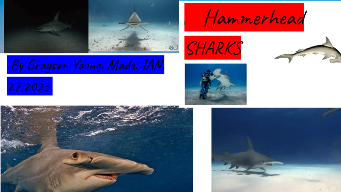 hamerhead sharks by Grayson Young on Prezi