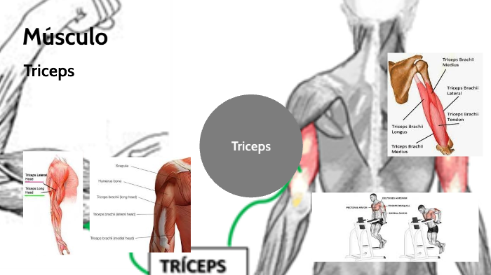 TRICEPS by Joaquin Ronda Sánchez on Prezi