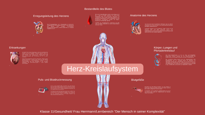 Herz-Kreislaufsystem by Lina Lina Herrmann on Prezi
