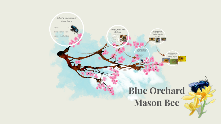 Blue Orchard Mason Bees by Carley Klein on Prezi