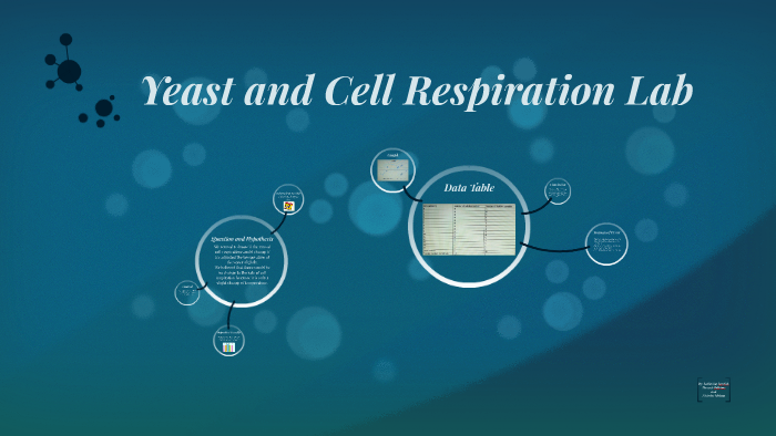 Yeast and Cell Respiration Lab by Katie Burdick on Prezi