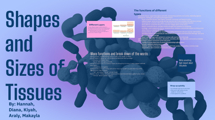 Shapes and sizes of cells by Makayla Mitchell on Prezi