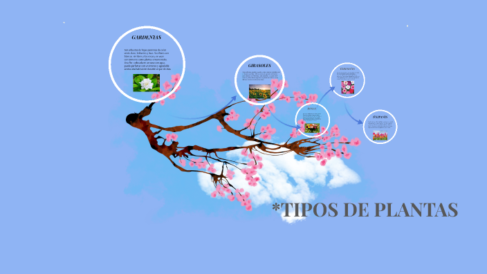 Tipos de plantas by nancy manzo on Prezi
