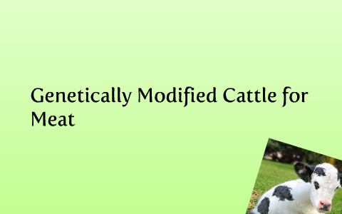 Genetically Modified Cattle for Meat by abby nicolet on Prezi